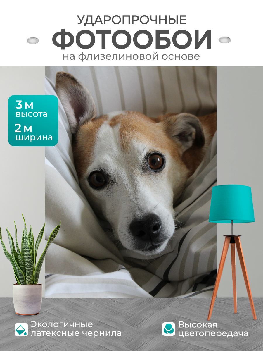 Фотообои моющиеся ударопрочные "Собака, джек рассел, терьер" 200x300 см. флизелиновые на стену