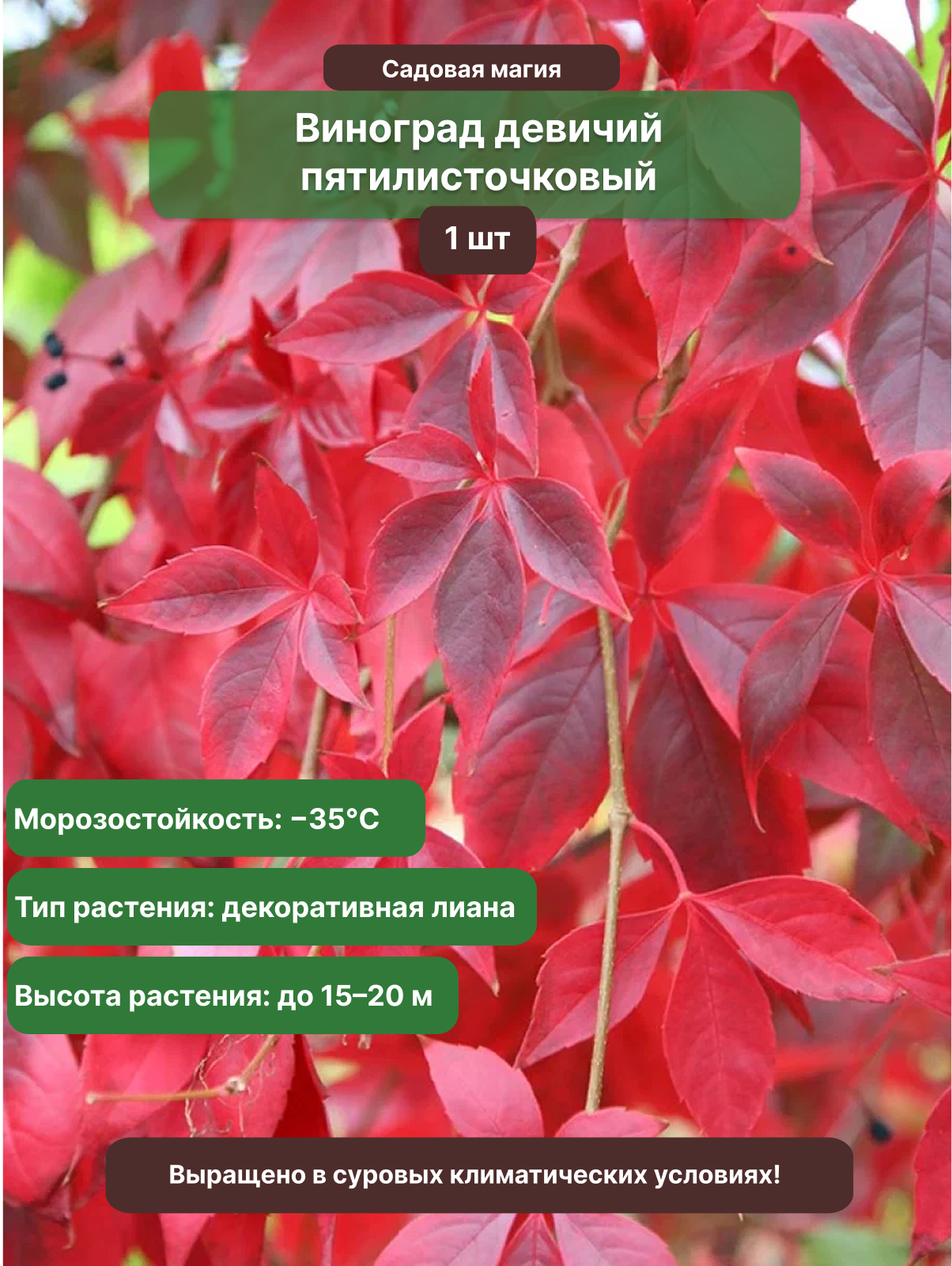 Виноград девичий пятилисточковый (Parthenocissus quinquefolia)
