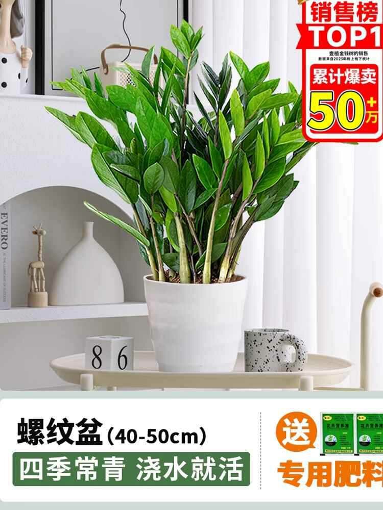 Горячая распродажаДенежное дерево, зеленое растение для интерьера, легкое в уходе, цветок для офиса, счастливое дерево, большой цветочный горшок, денежная гирлянда