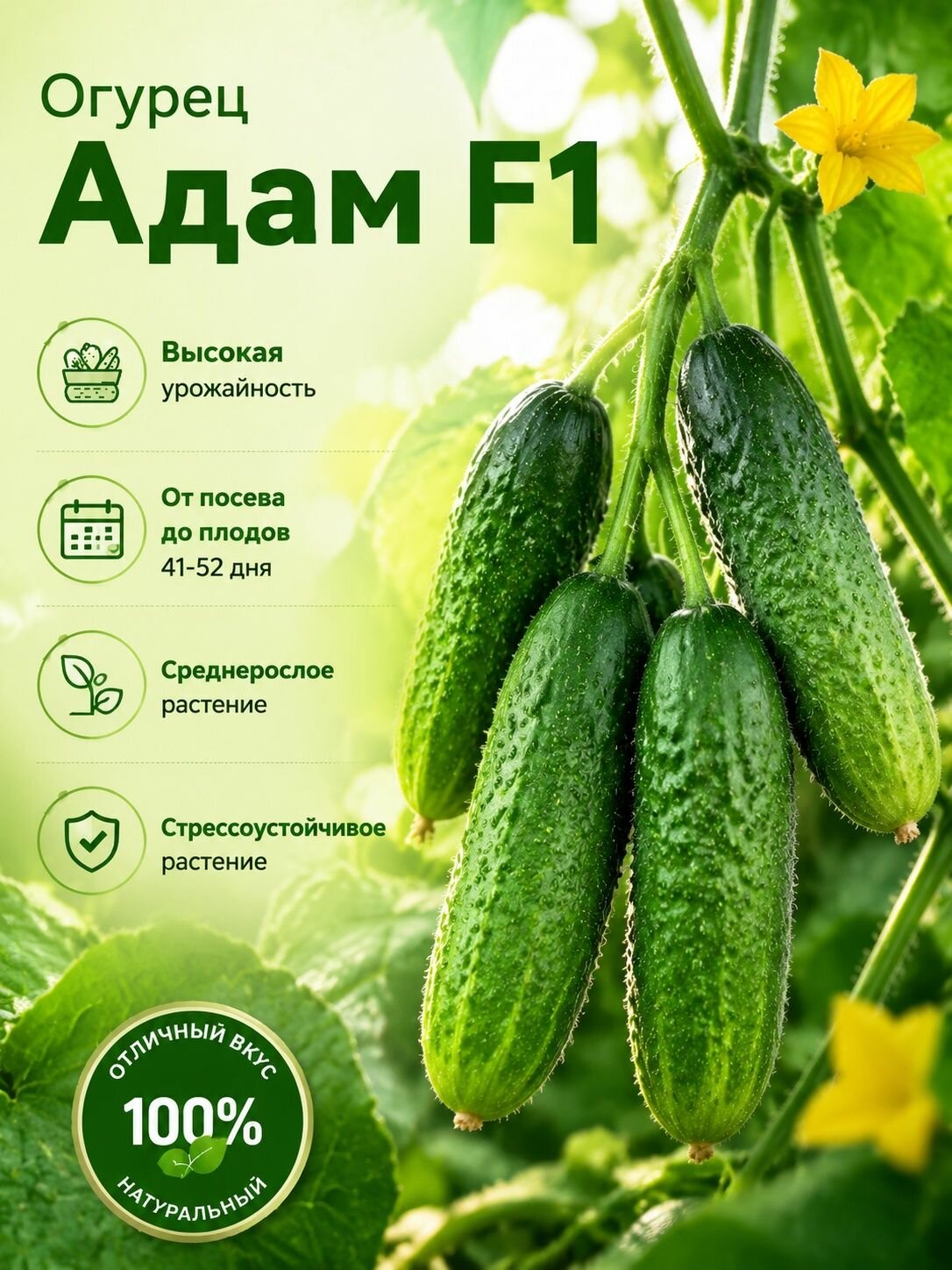 Огурец Адам F1, семена — фото 1