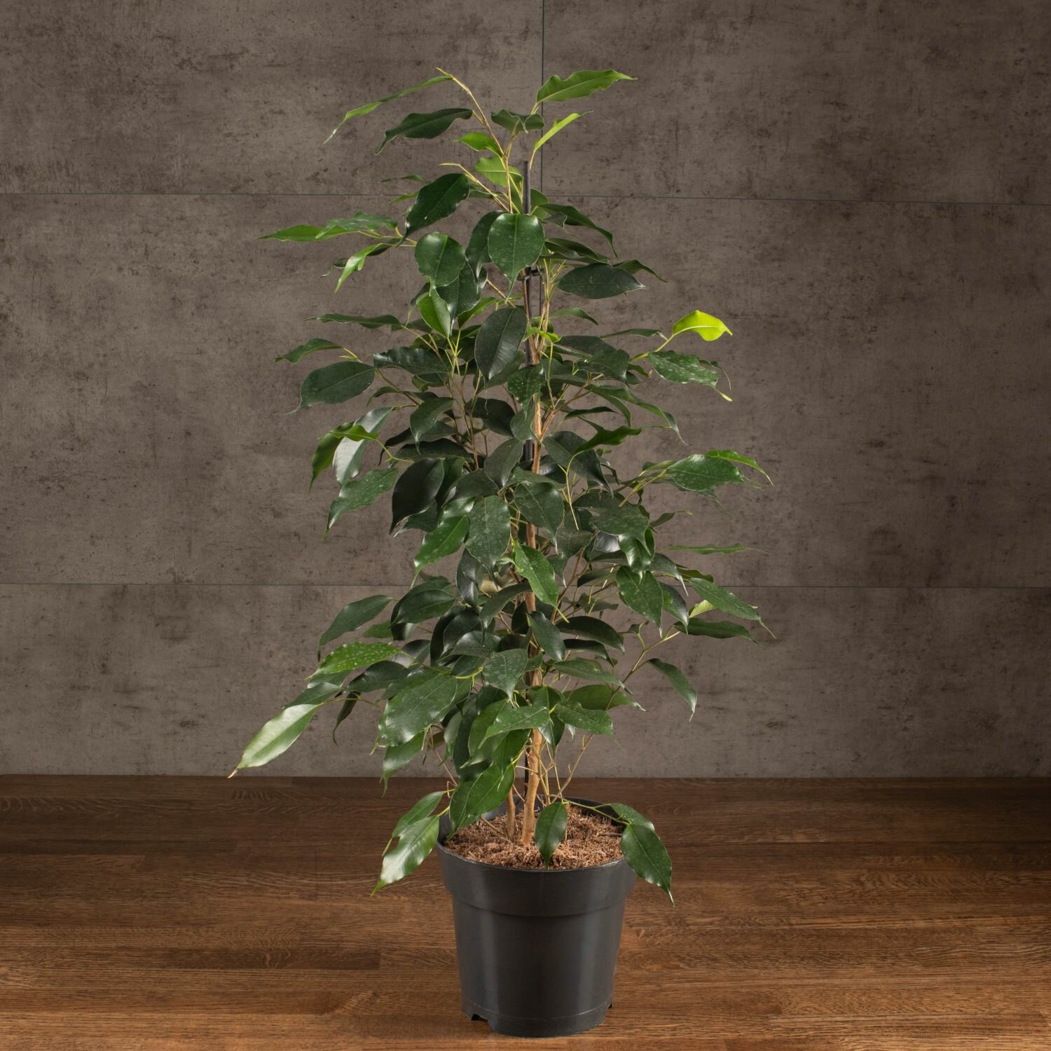 Фикус бенджамина Даниэль 65/17