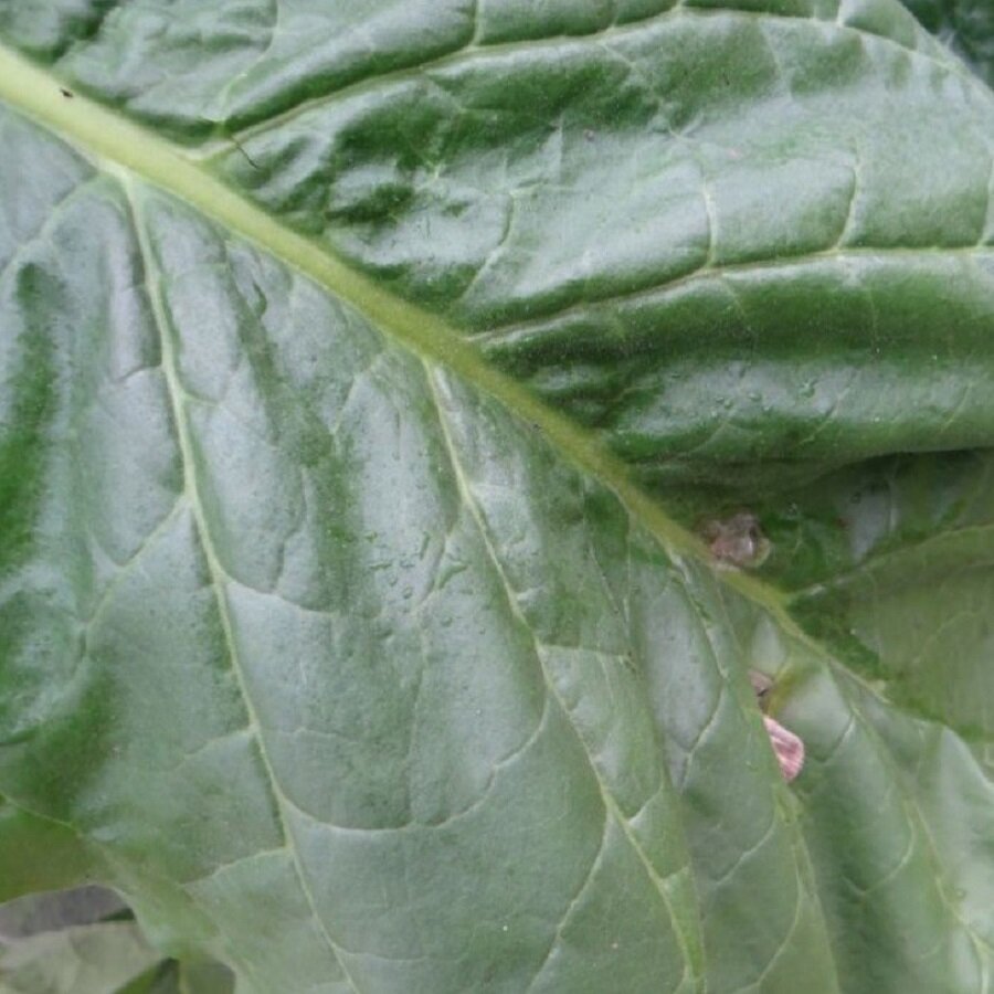 Семена Deodar SEEDS COMPANY Табак Black Mammoth 300 шт.