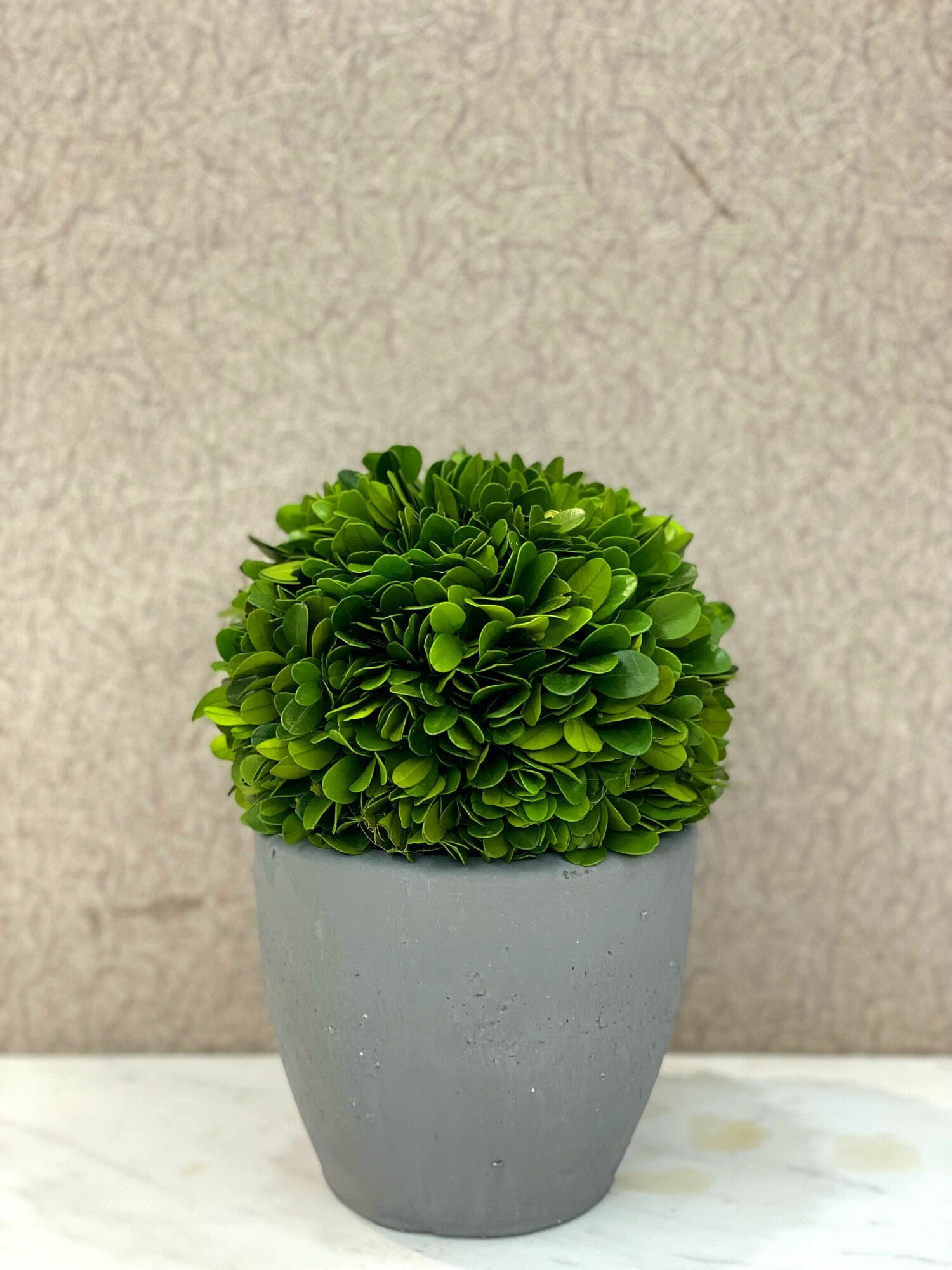 Самшит в горшках / растения для хранения в свежем виде, 2-3 года / уникальное украшение дома