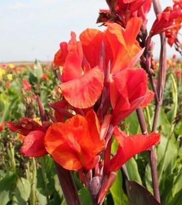 Канна Red King Humbert 1 шт. луковицы, клубни, корни цветов