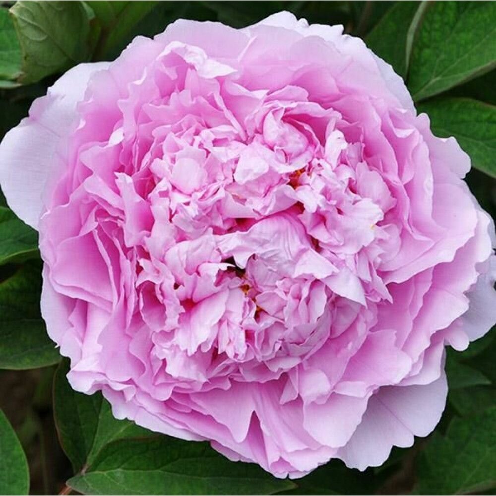 Пион древовидный Прозрачная Роса корень