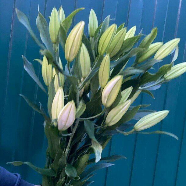 Монобукет Well Flowers "Лилии", круглый, 5 цветов, высота 60 см, букет свежих цветов