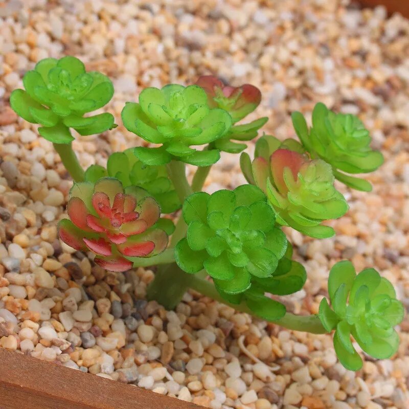 Искусственные суккуленты ZPDH BONSAI 11 tou xiaoxianrenke