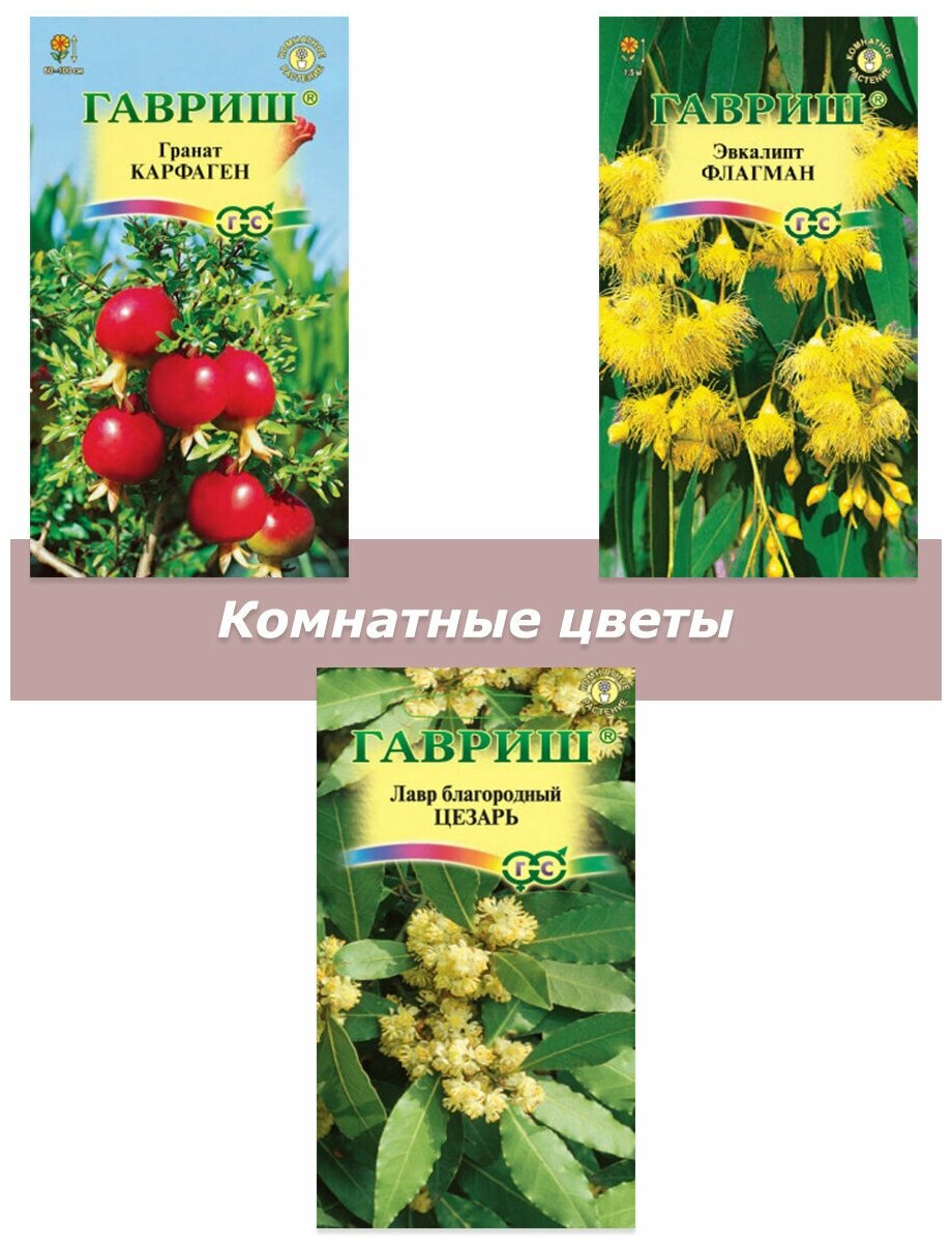 Набор семян, семена комнатных цветов Эвкалипт, Гранат, Лавр