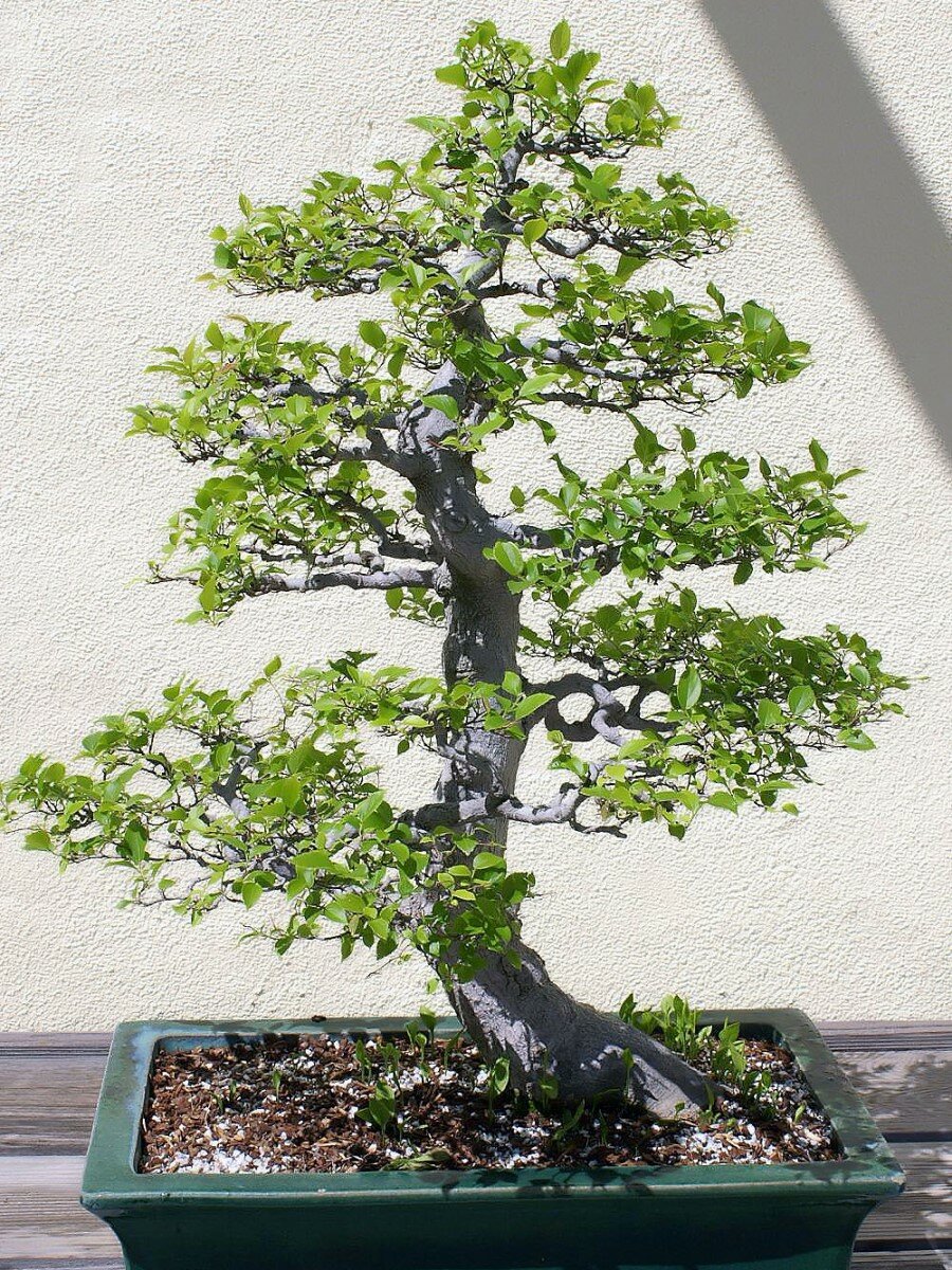 Семена Каркас китайский (celtis sinensis), 10 штук