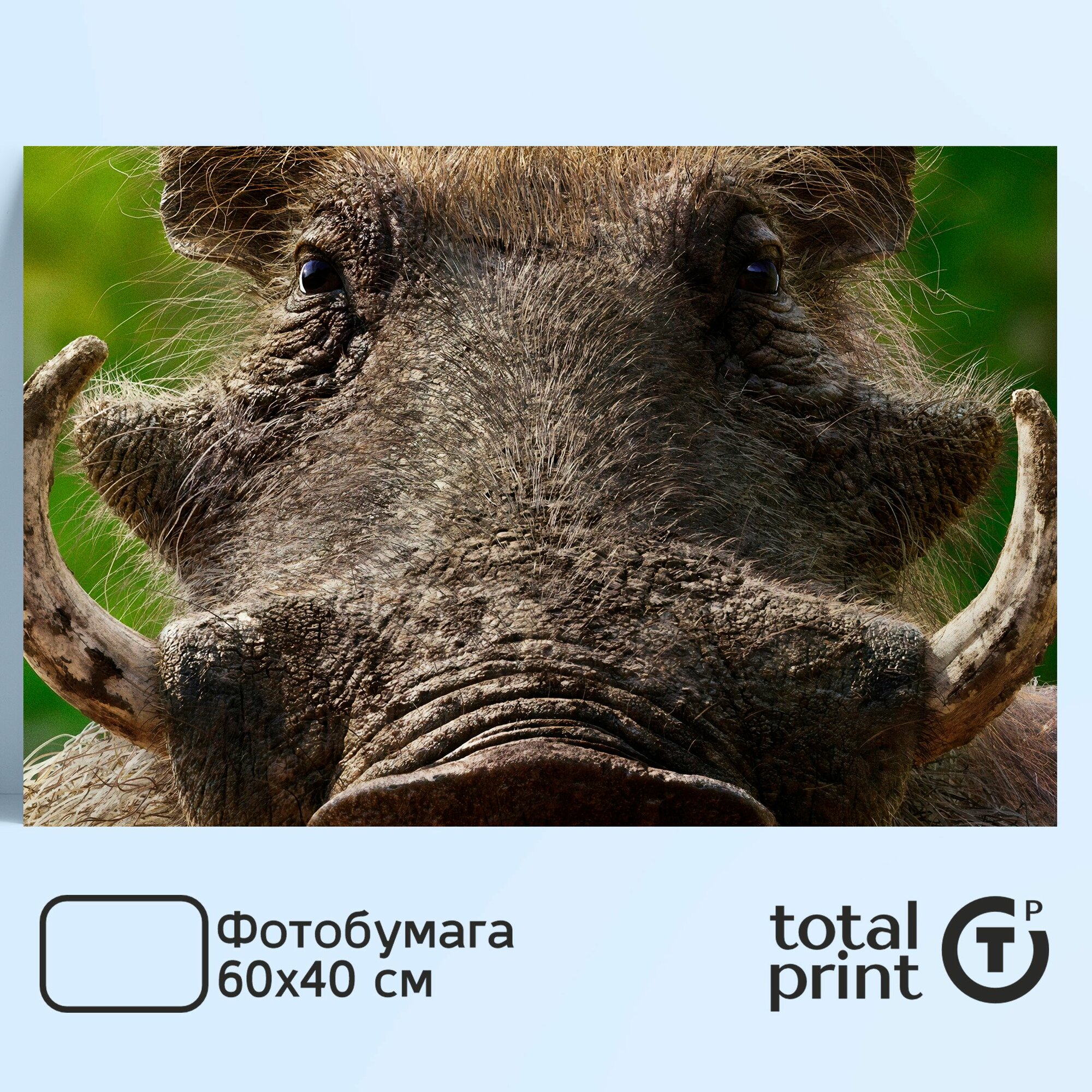 TotalPrint Постер для интерьера, Король Лев, 60х40см.