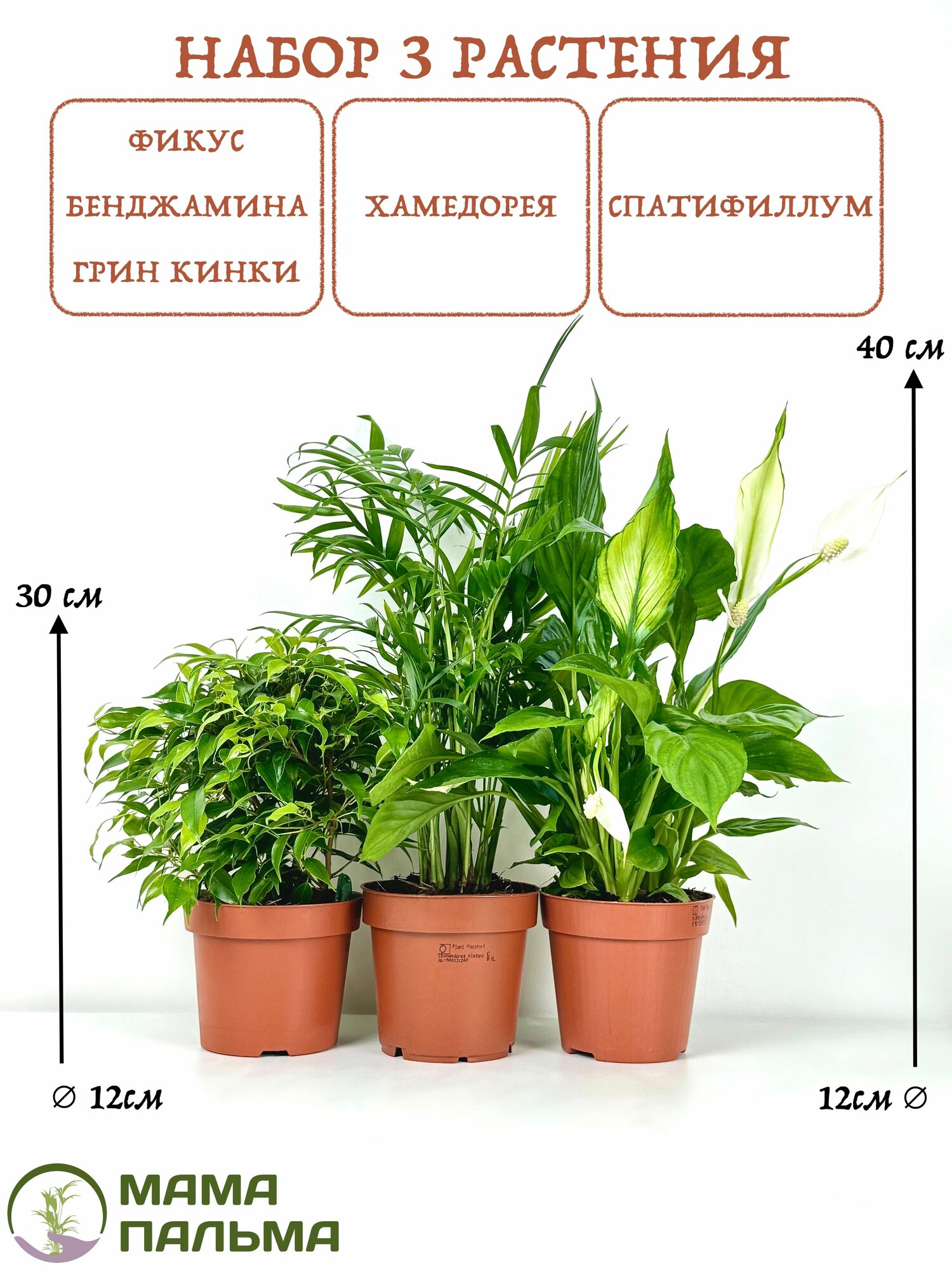 Набор 3 растения Спатифиллум Пальма Хамедорея Фикус Бенджамина грин Кинки в горшке D12 (живые растения)
