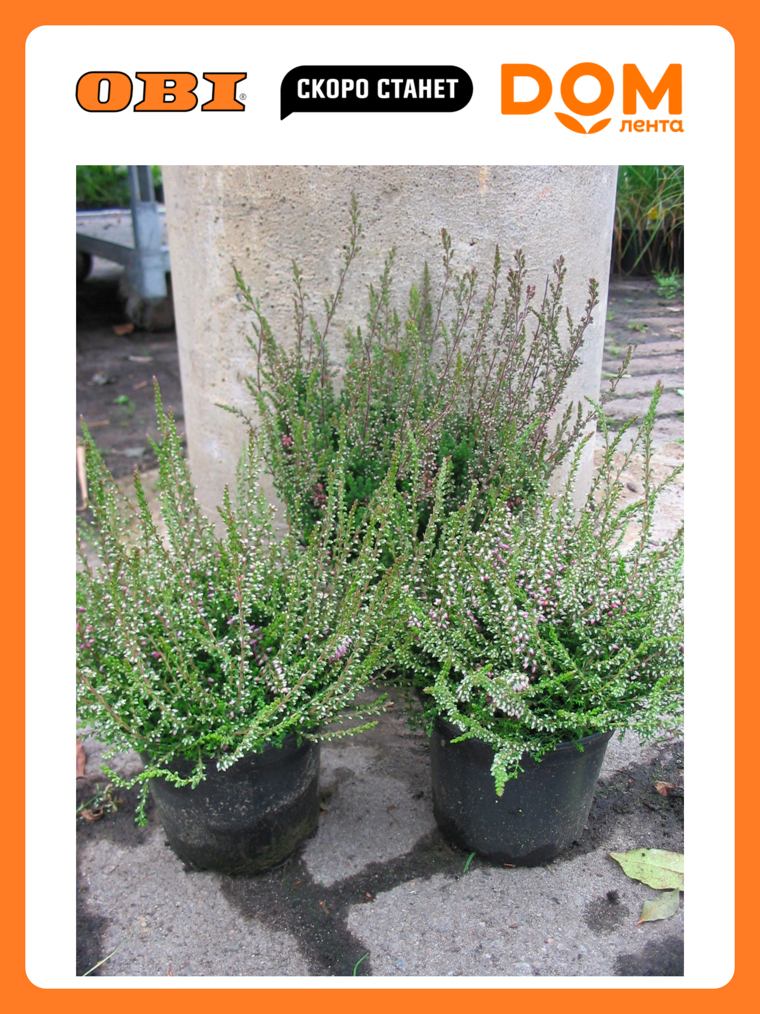 Растение вереск сезонный