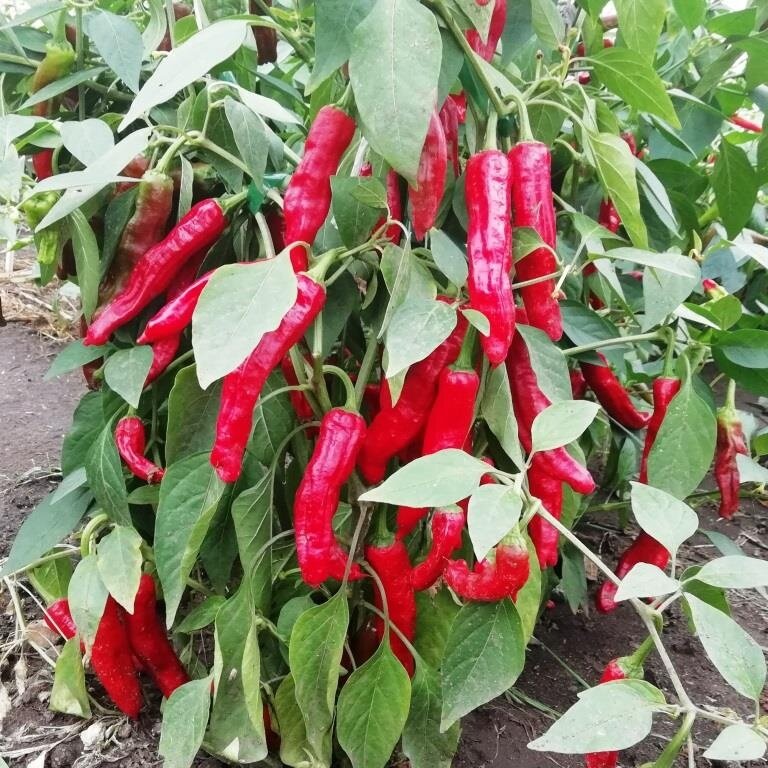 Семена "Перец острый Пепперончини Грик", однолетние, раннеспелые, 10 семян