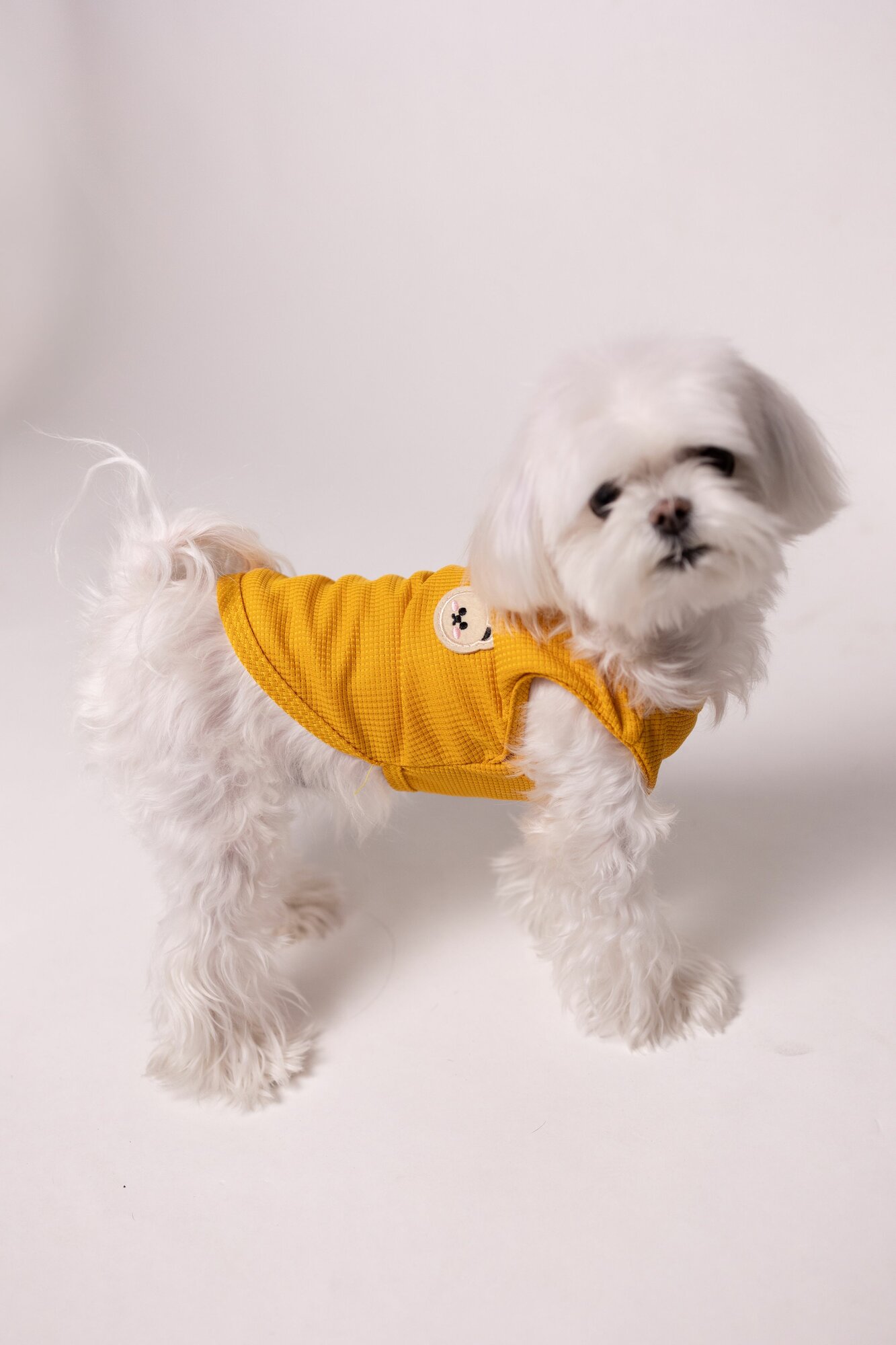 Летний жилет для домашних животных кошек и собак, одежда для средних и мелких пород