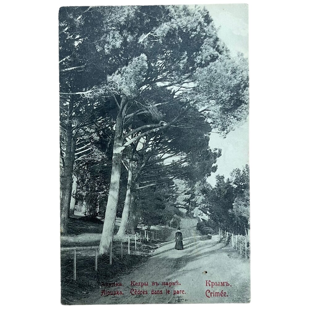 Почтовая открытка "Алупка. Кедры в парке. Крым" 1900-1917 гг. Российская Империя