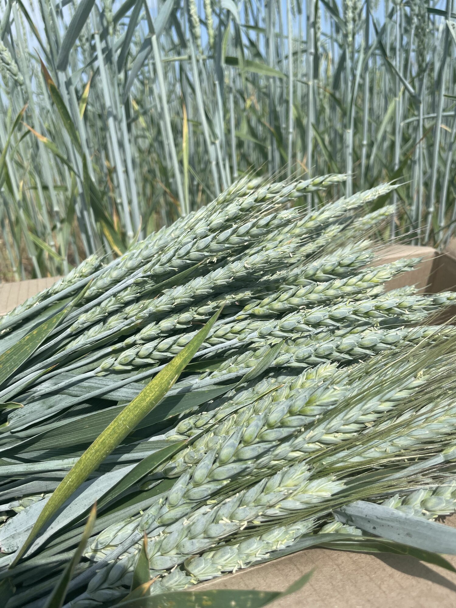 Сухоцветы. Колосья пшеницы. 45 шт