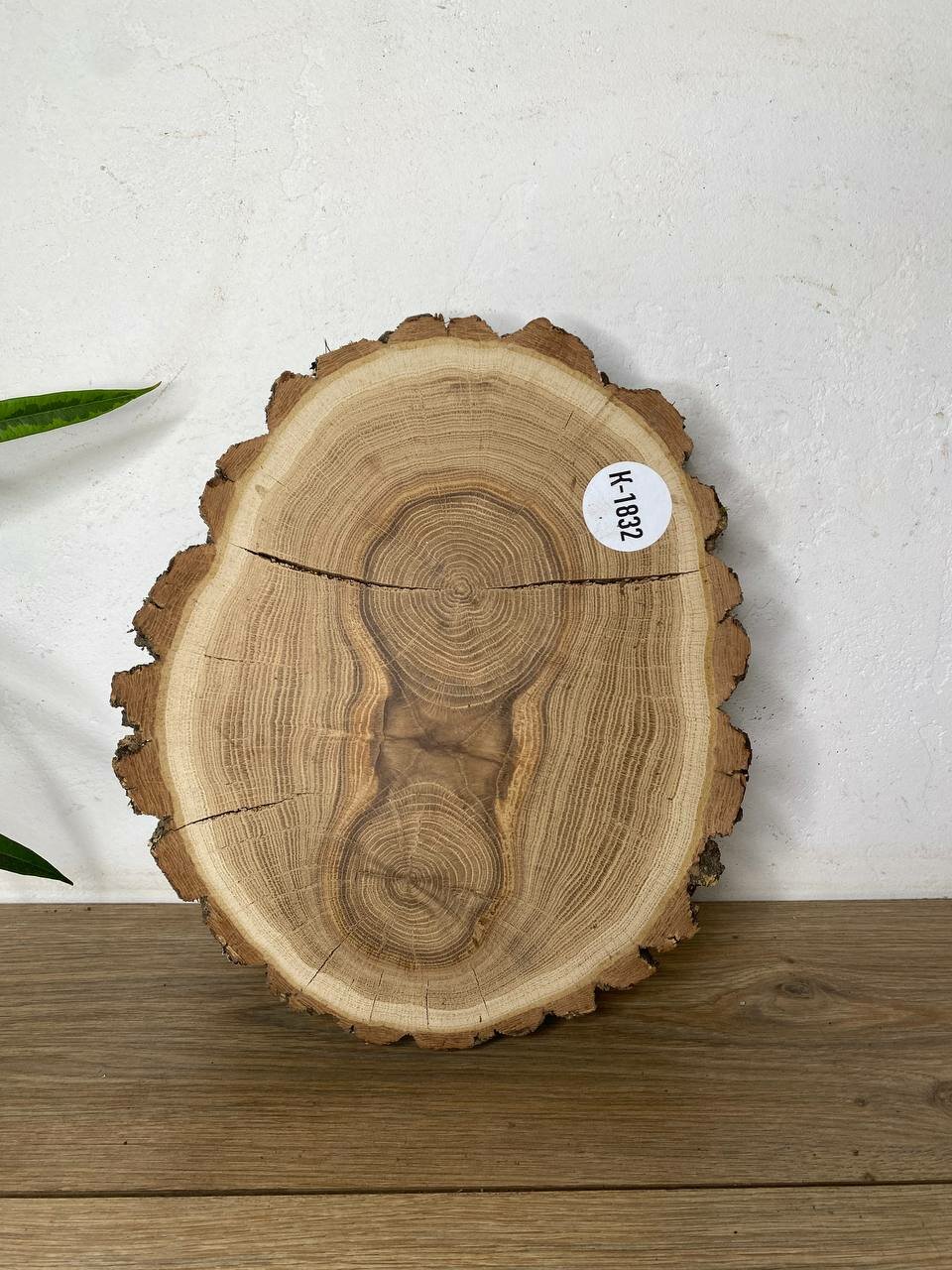 Спил дуб с корой , размер 31х28х5 см. Сухой. Для творчества шлифованный с 2-х сторон, арт к1832