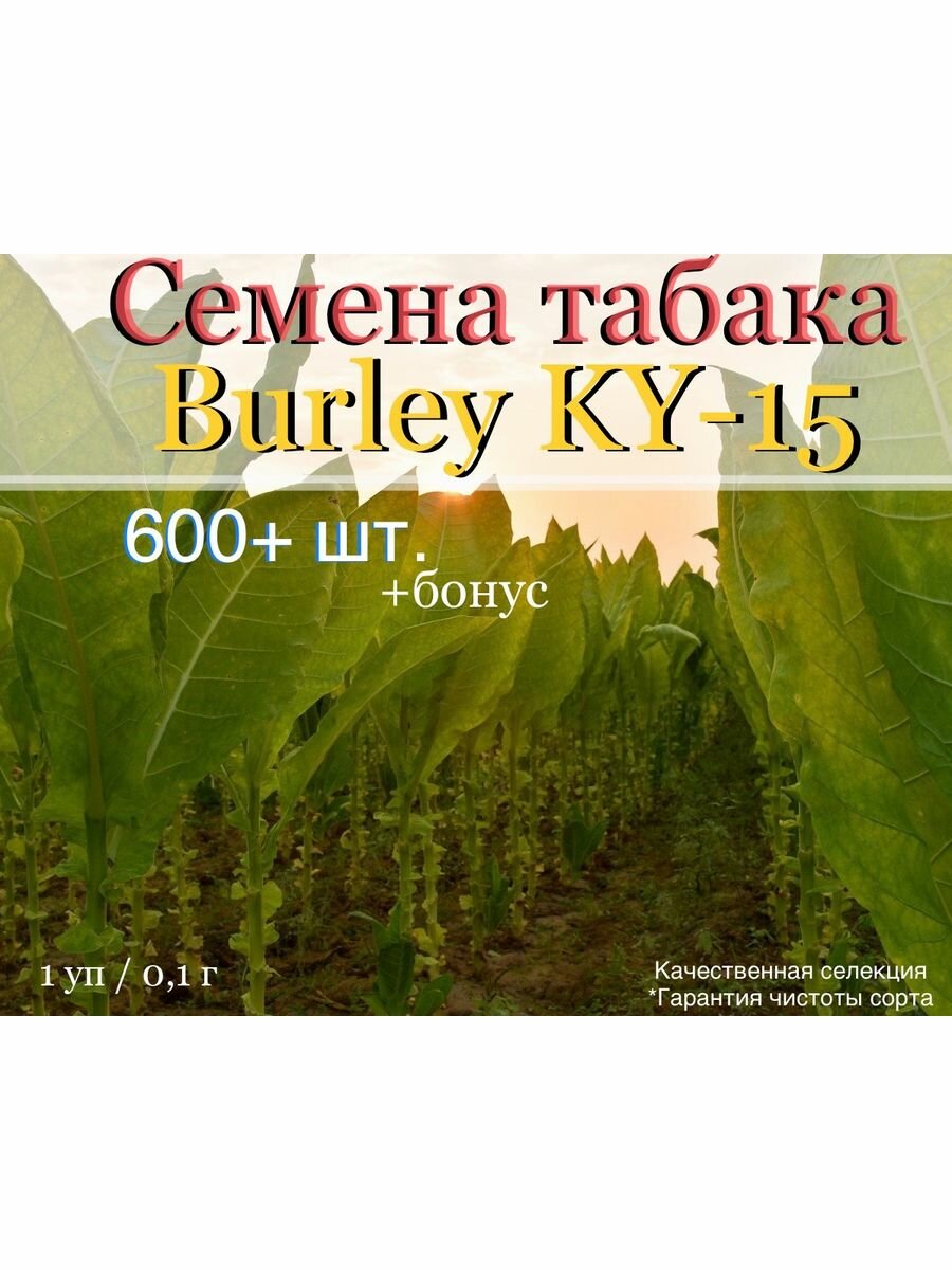 Семена табака Burley KY-15