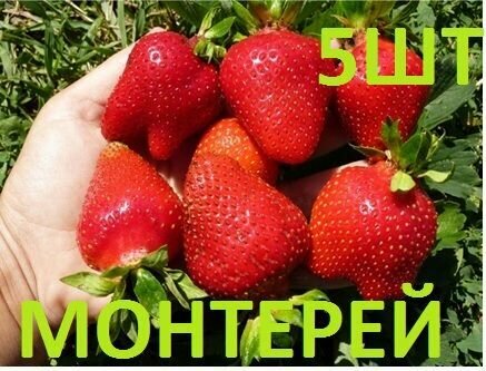 Рассада. Клубника Монтерей.