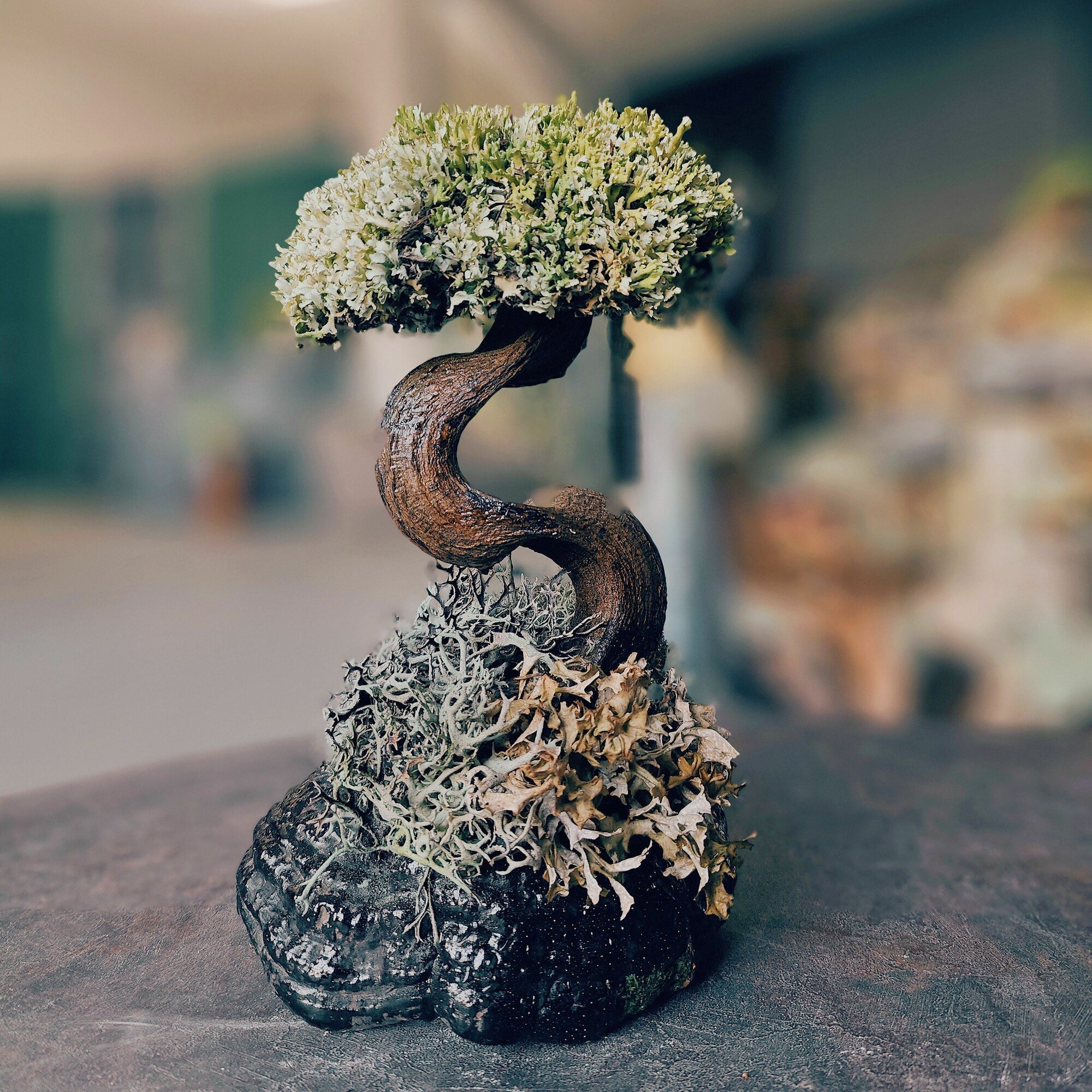 Декоративное дерево из цетрарии / Живой сухоцвет, декор для дома и офиса