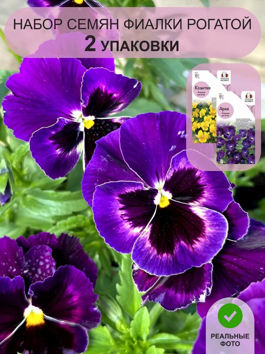 Семена фиалки Нетипичный фермер Ария и Ксантия, набор из 2 упаковок
