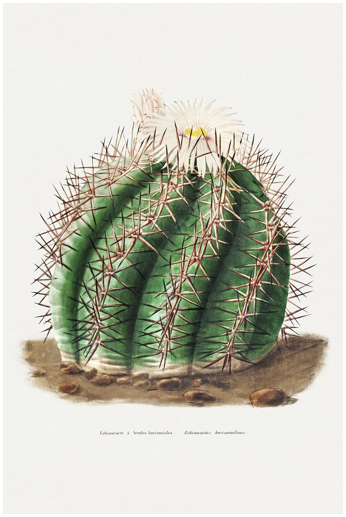 Постер / Плакат / Картина Кактус Эхинопсис 60х90 см в подарочном тубусе