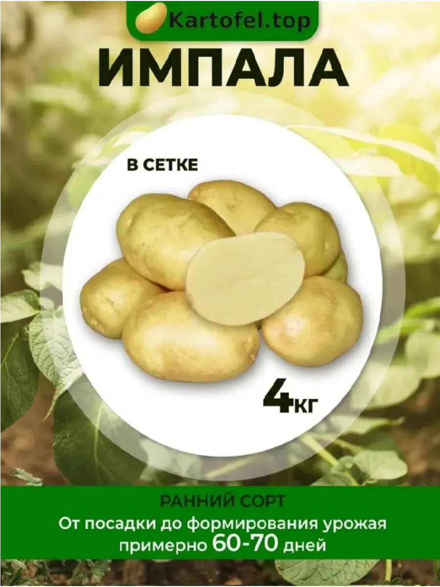 Картофель семенной Импала 4 кг