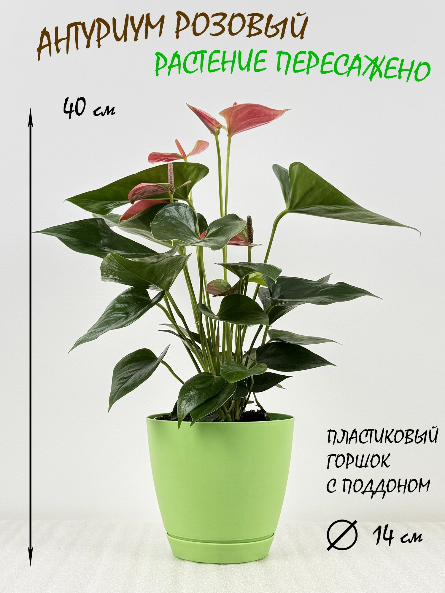 Антуриум розовый в салатовом пластиковом горшке с поддоном, высота 40-45см