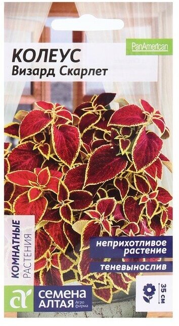Семена комнатных цветов Колеус "Скарлет", 5 шт.