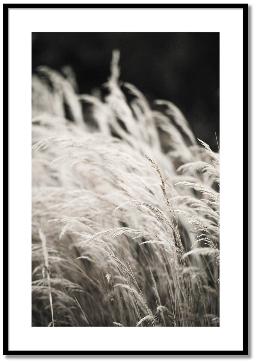 Постер в рамке Postermarkt Колосья, 50х70 см
