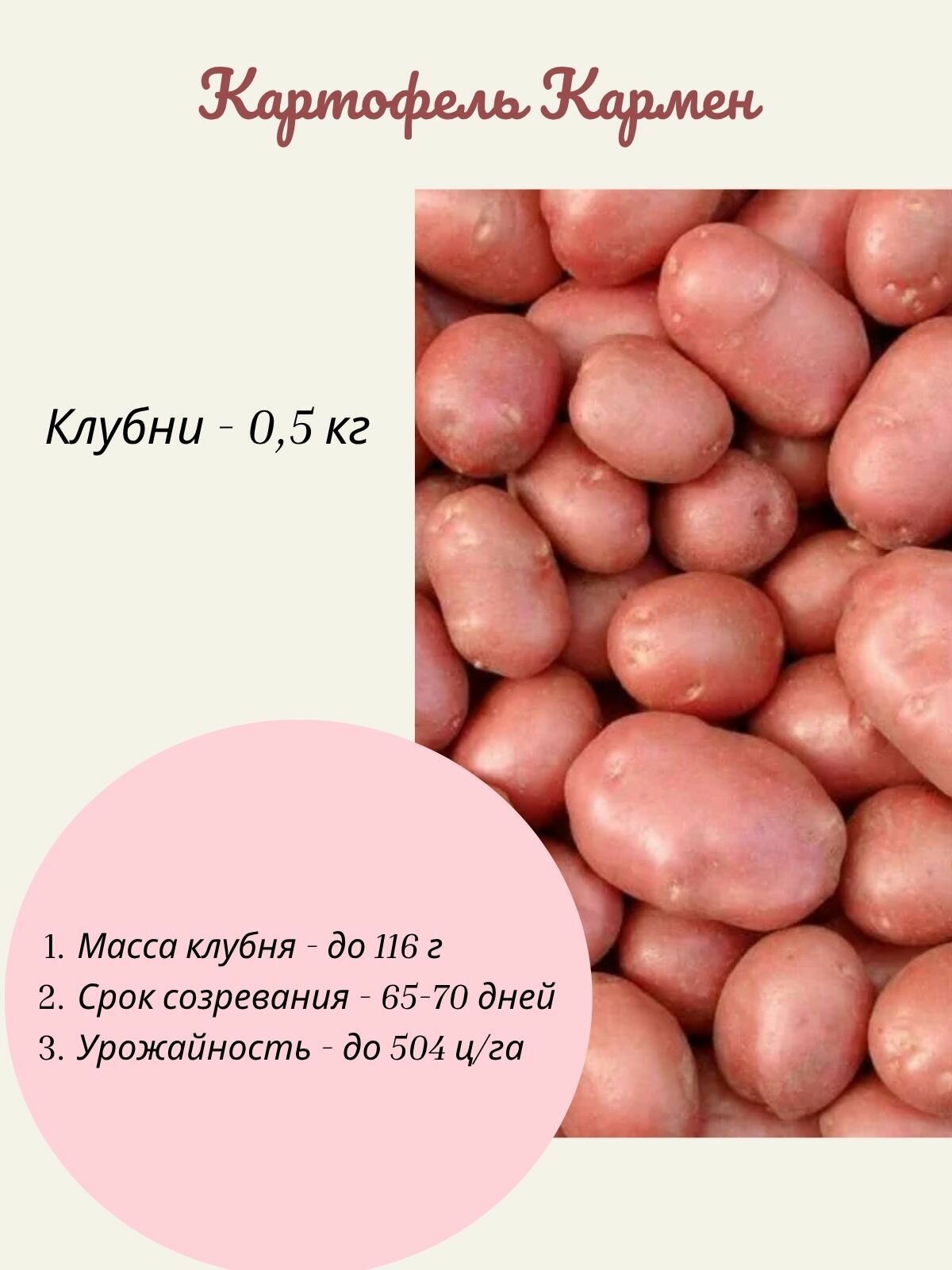 Картофель красный Кармен 0,5 кг на посадку