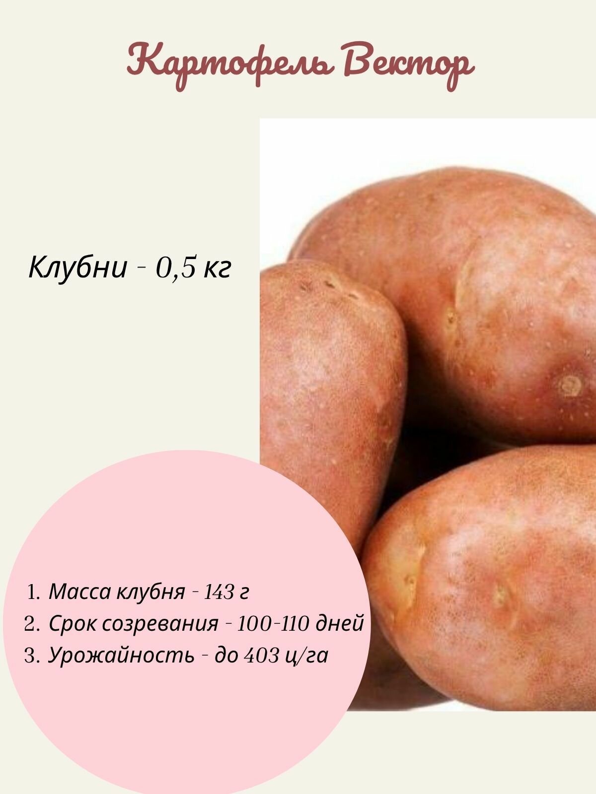 Картофель красный Вектор 0,5 кг на посадку