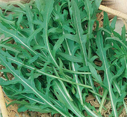 Семена Индау (двурядник, руккола) Ореховая 0,3г (Дачаtime)