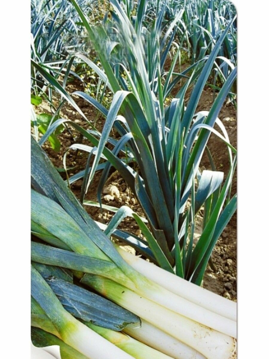 Семена Лук Порей Сегун