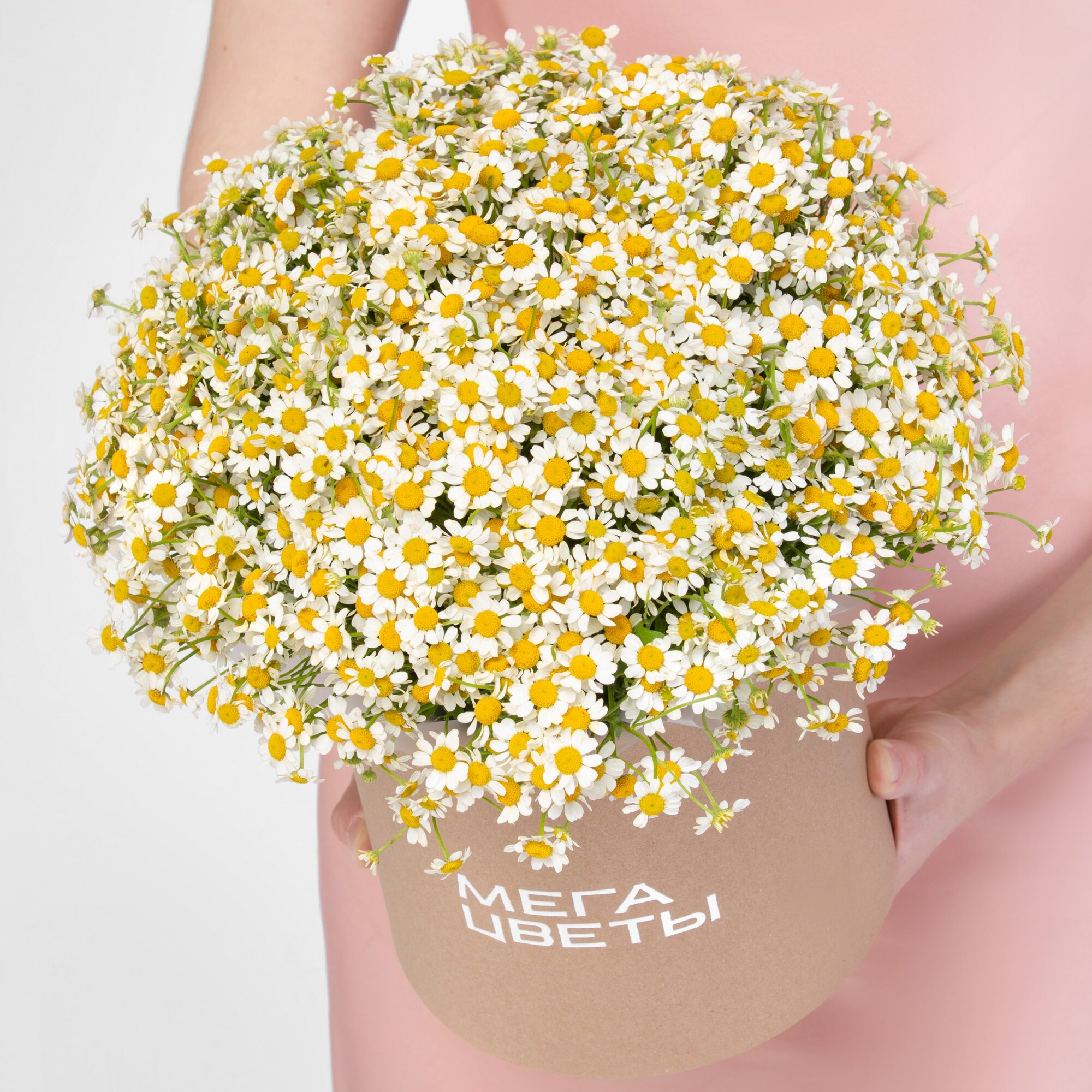 Композиция Мегацвет24 "35 кустовых ромашек", кремовые, в шляпной коробке