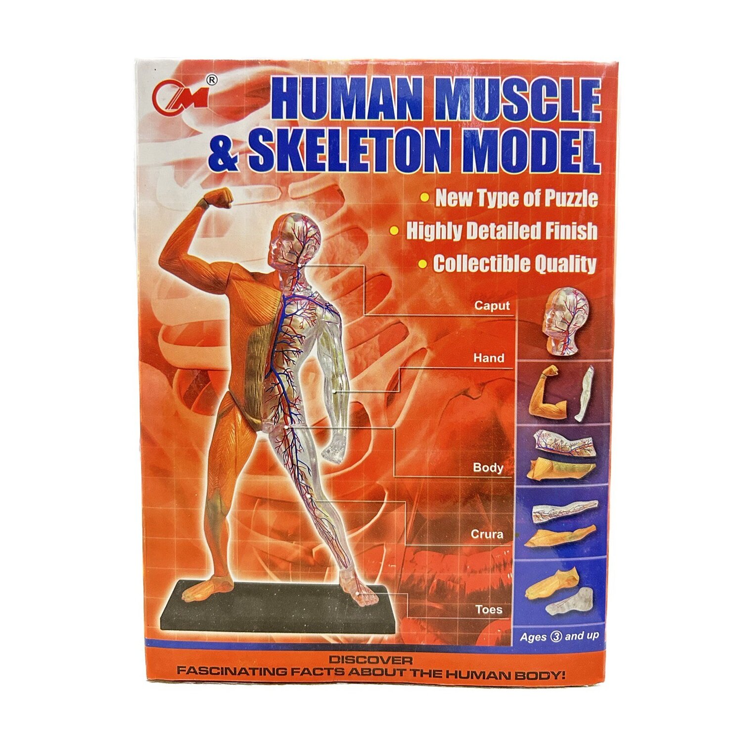 Настольная игра Наша Игрушка Анатомия человека