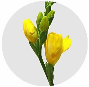 Фрезия Enkelbloemig Maya 1шт