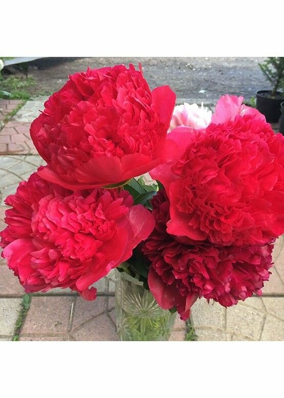 Пион COMMAND PERFORMANS 1шт