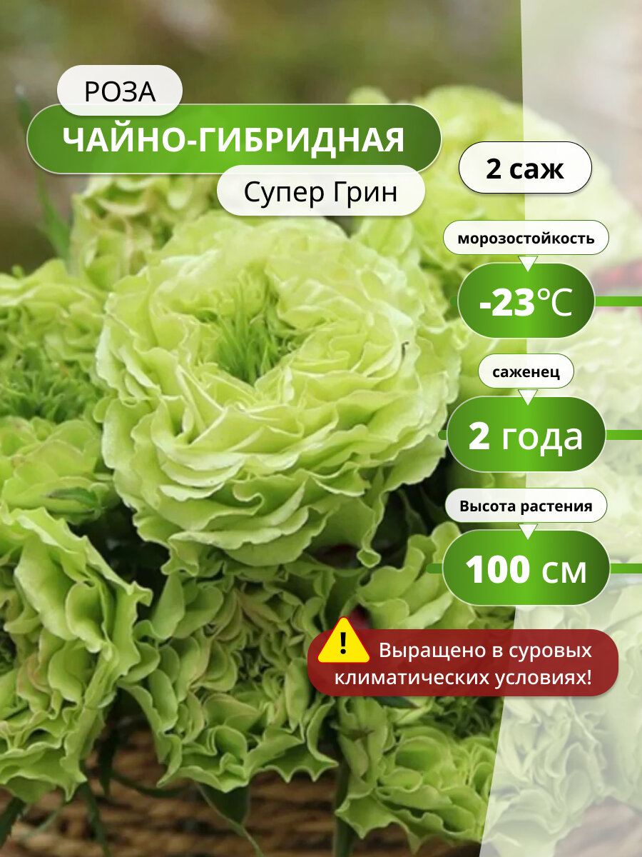 Розы Супер Грин, чайно-гибридные, морозостойкие, высота 80 см, 2 шт