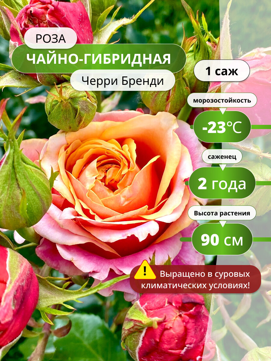 Роза чайно-гибридная Черри Бренди (Cherry Brandy) / 1 шт, розы, ароматная