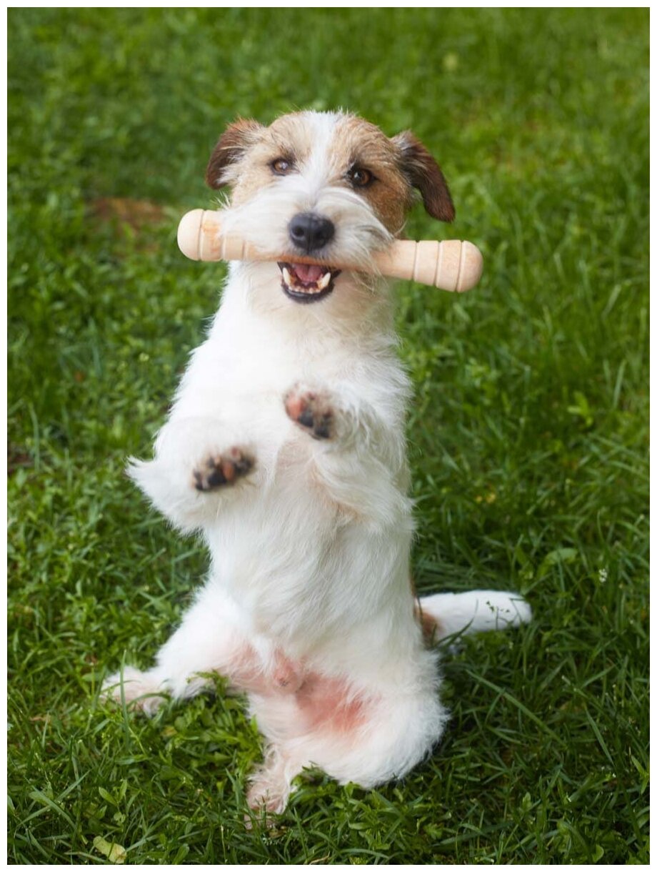 Игрушка-аппорт для собак Japan Premium Pet для дрессуры, размер S