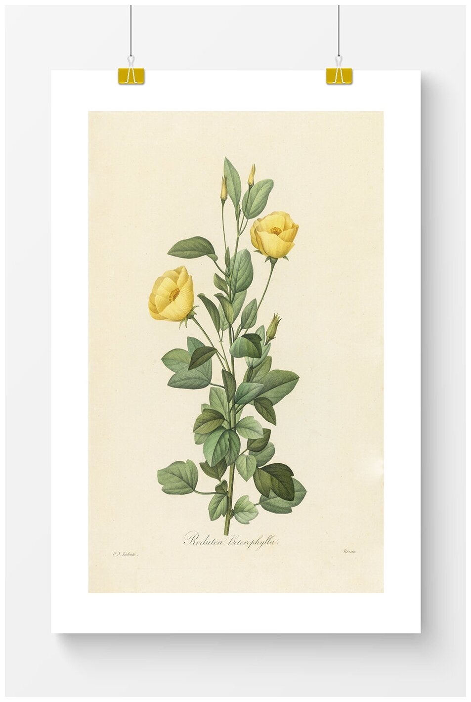 Винтажный постер Postermarkt Ботаническая иллюстрация цветов, 50х70 см, №18