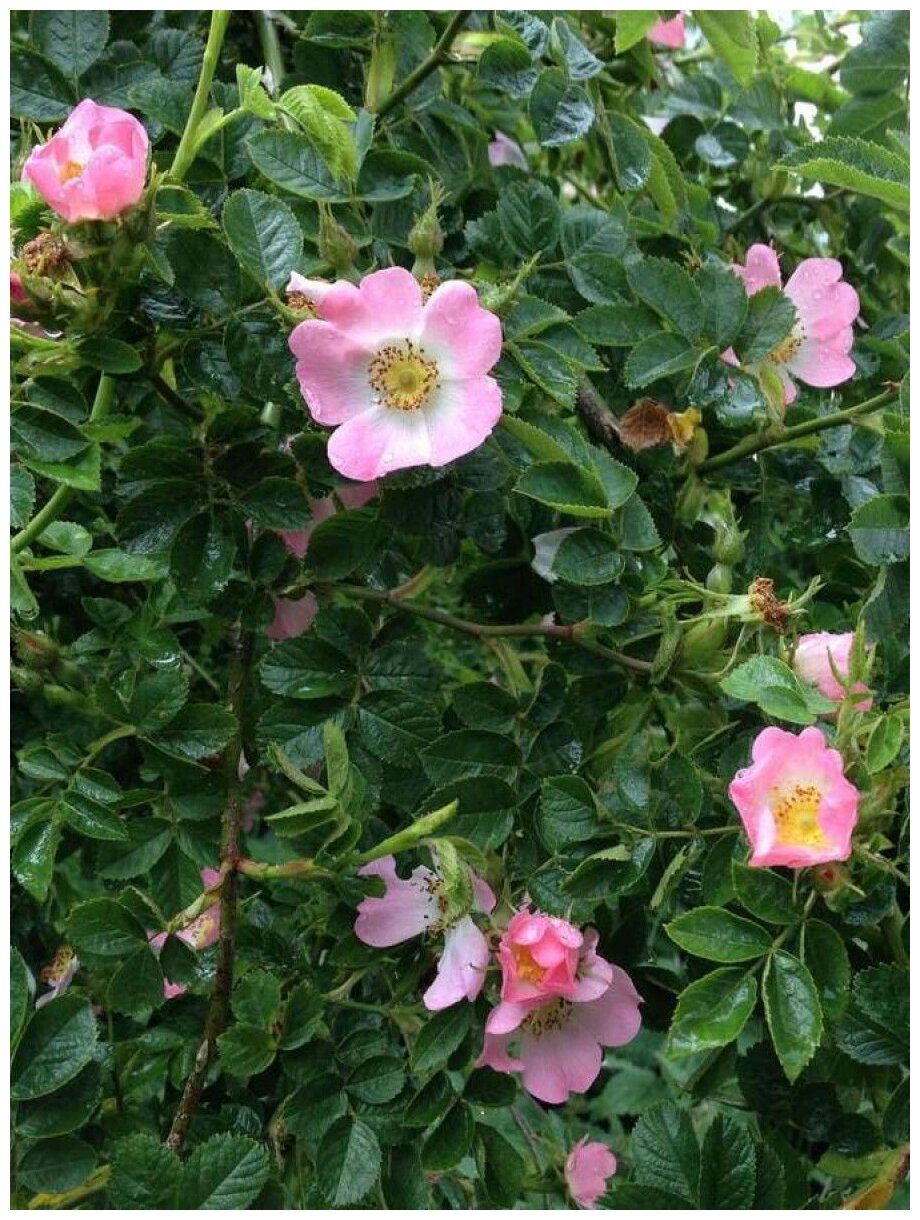 Семена Роза канина шиповник собачий (Rosa canina), 30 штук