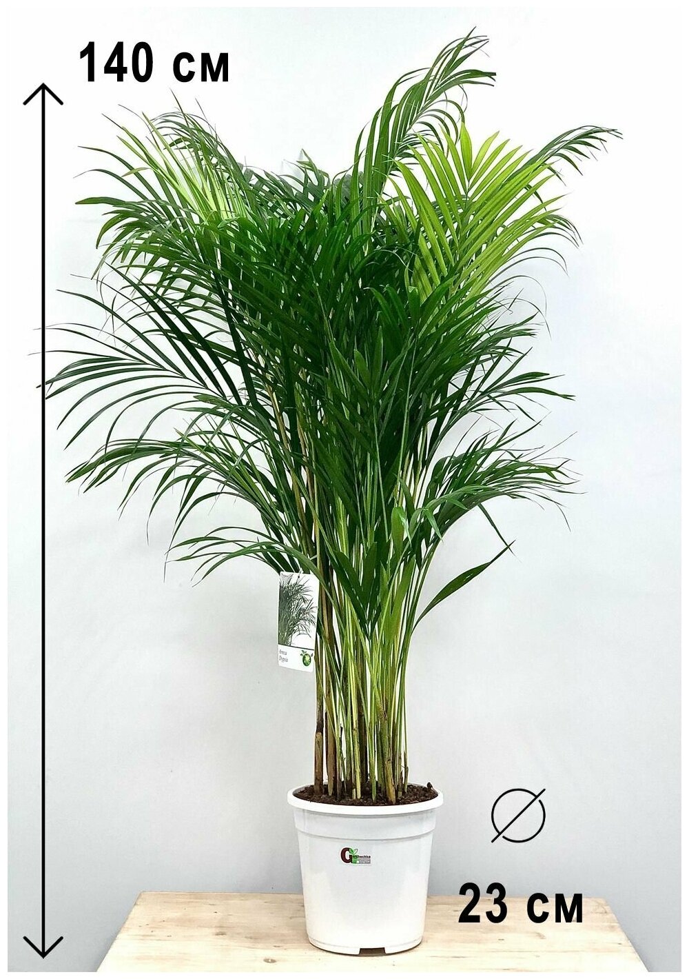 Живое растение Пальма Арека Хризолидокарпус в горшке D23 высота 140-150 см крупномер