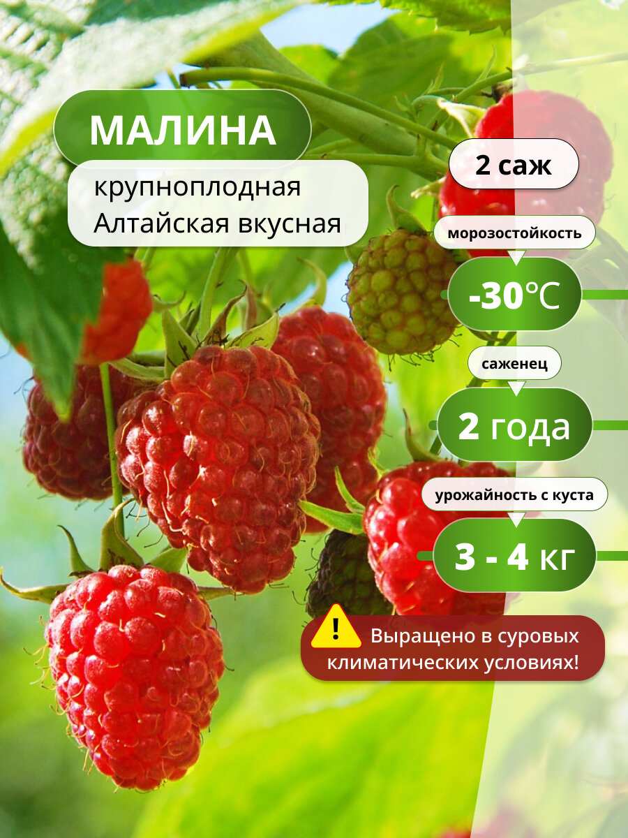 Малина крупноплодная Алтайская вкусная / 2 шт, саженцы малины, красный, морозостойкий сорт