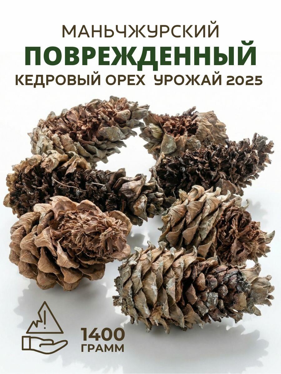 Шишки кедровые поврежденные с орехами дальневосточный кедр отборный крупный 1400 грамм