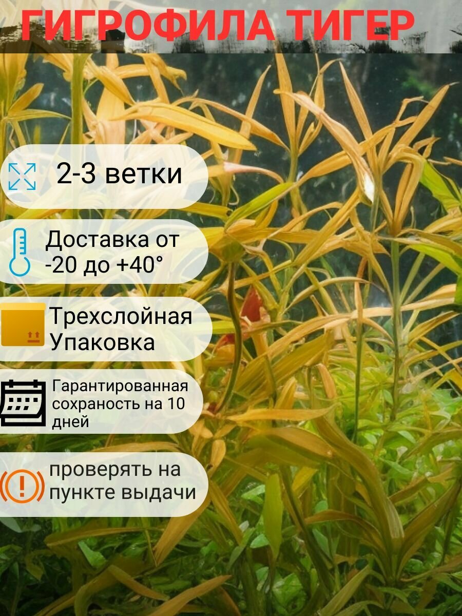Гигрофила Тигр. Живое аквариумное растение