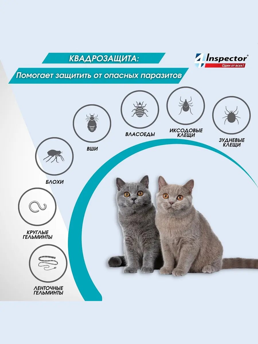 Inspector капли от блох и клещей для кошек 4-8 кг для нанесения на холку, 0,8 мл, 3 пипетки — фото 1