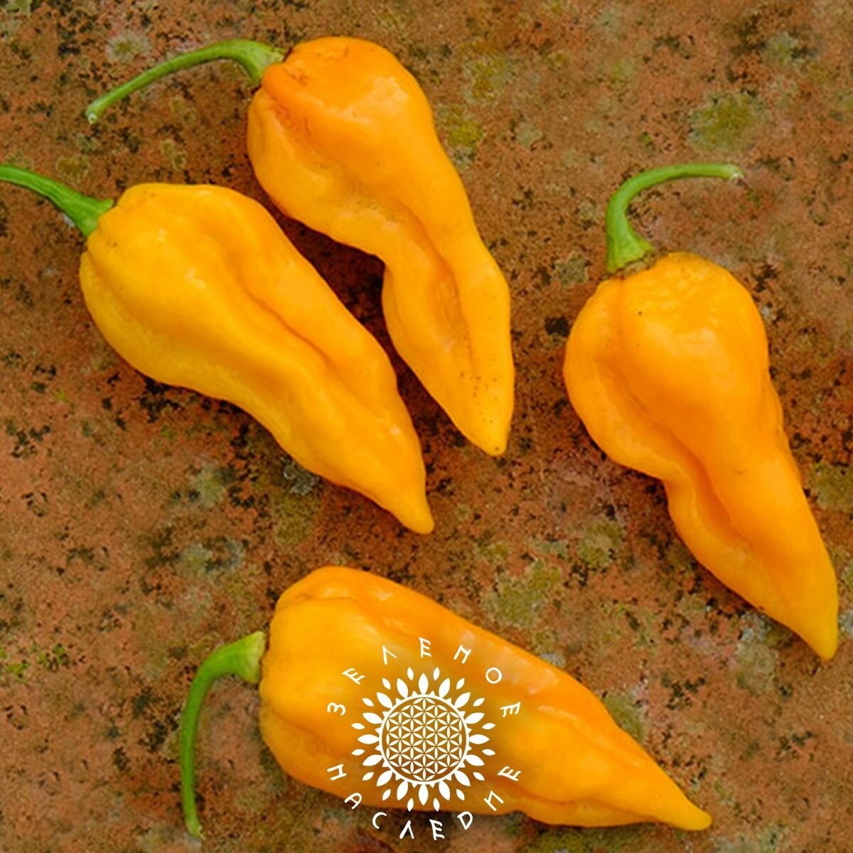 Семена Перец Фатали желтый (лат. Capsicum annuum) 5шт от Green Legacy