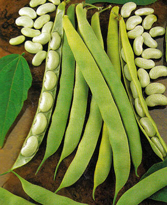 Семена фасоли Хельда (овощная, спаржевая) 5 гр.